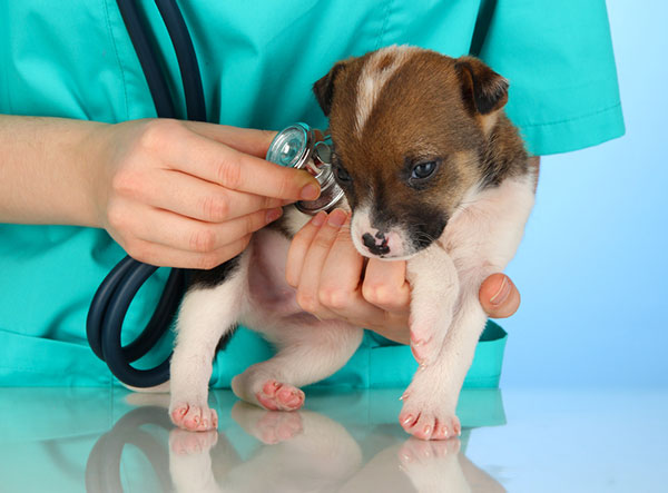 Preventative Medicine - P Street Pet Practice | P Street Pet Practice